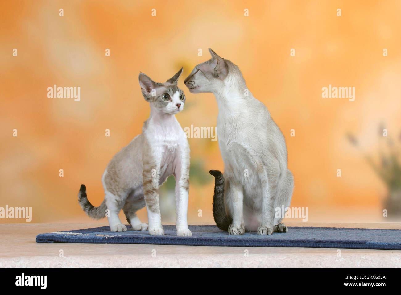 Devon rex tabby hi-res stock photography and images - Alamy