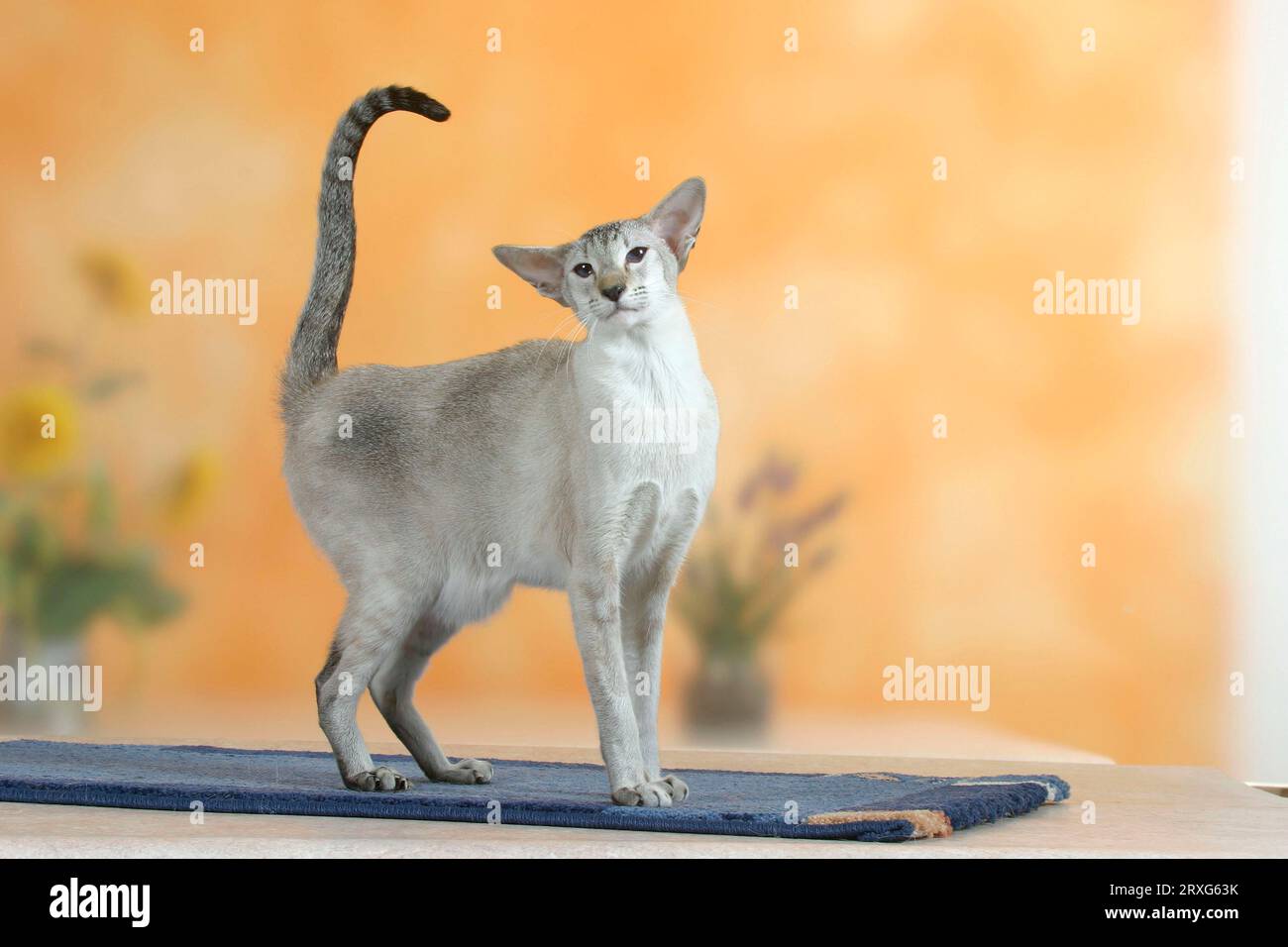 Siamese cat, seal-tortie-tabby-point, Siamese, Siamesin Stock Photo - Alamy