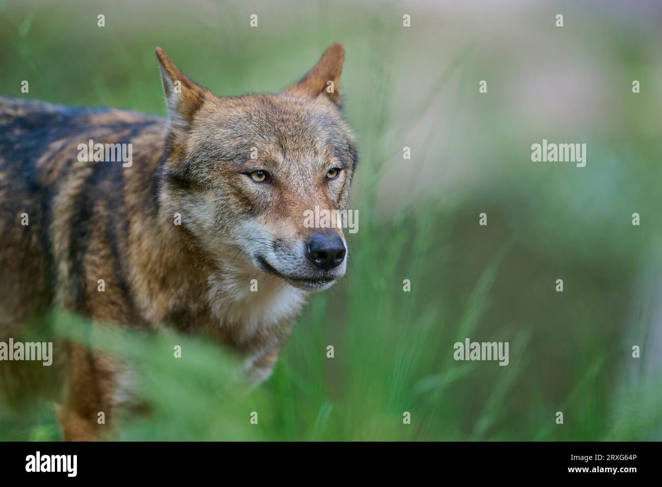 European wolf summer hi-res stock photography and images - Alamy