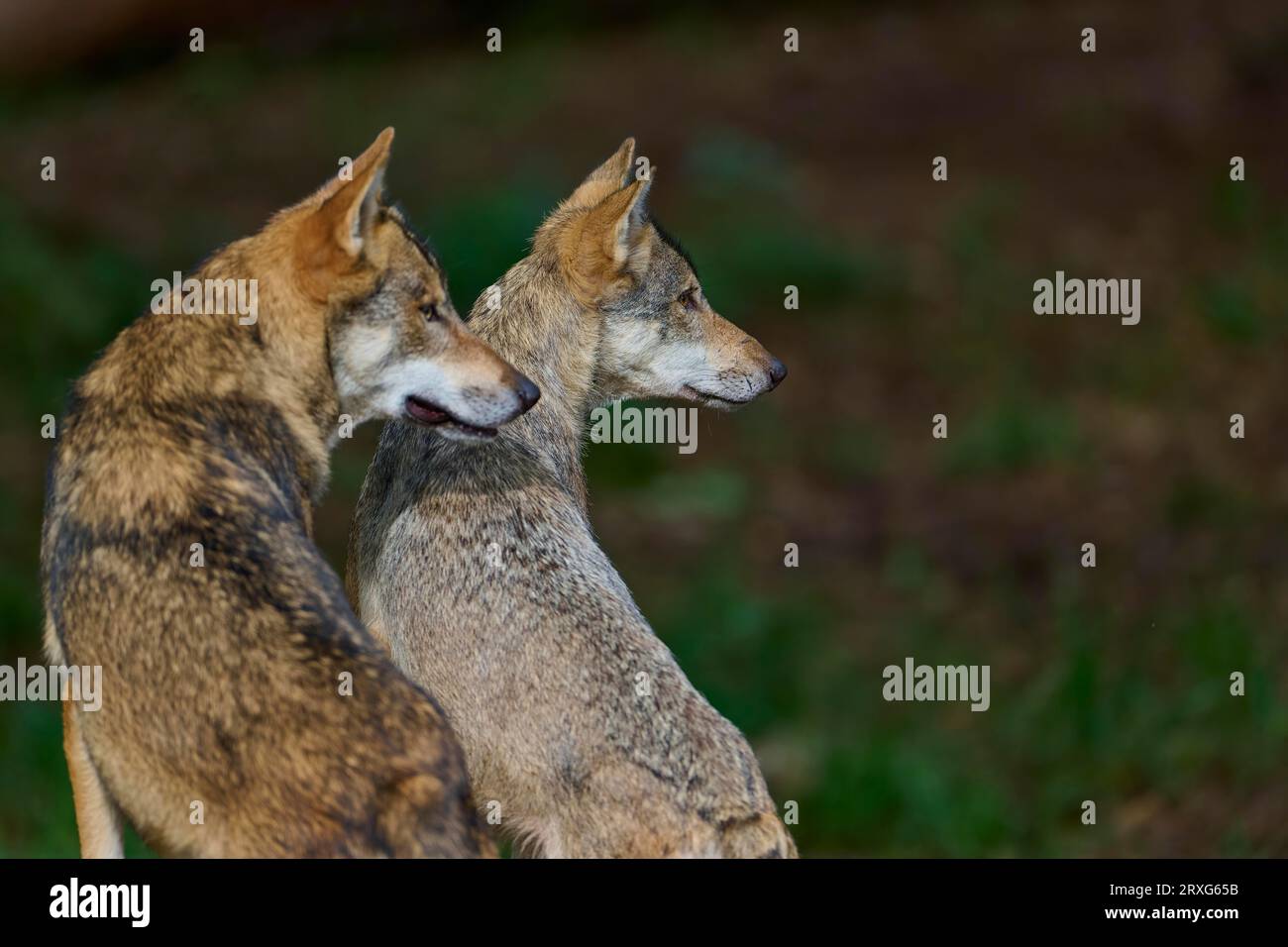 European gray wolf (Canis lupus), two animals looking alert, summer ...