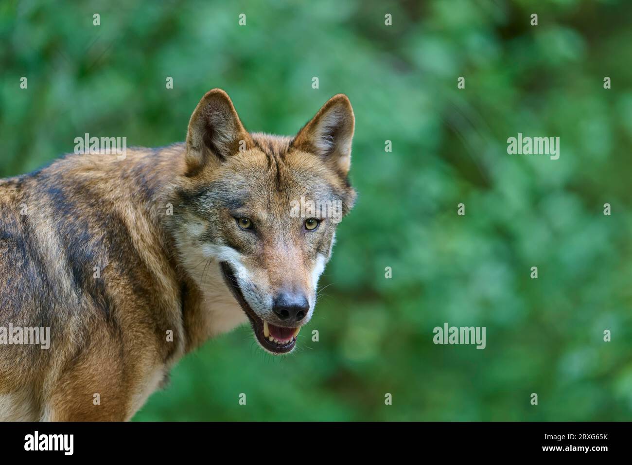 European gray wolf (Canis lupus), portrait, summer, Germany Stock Photo ...