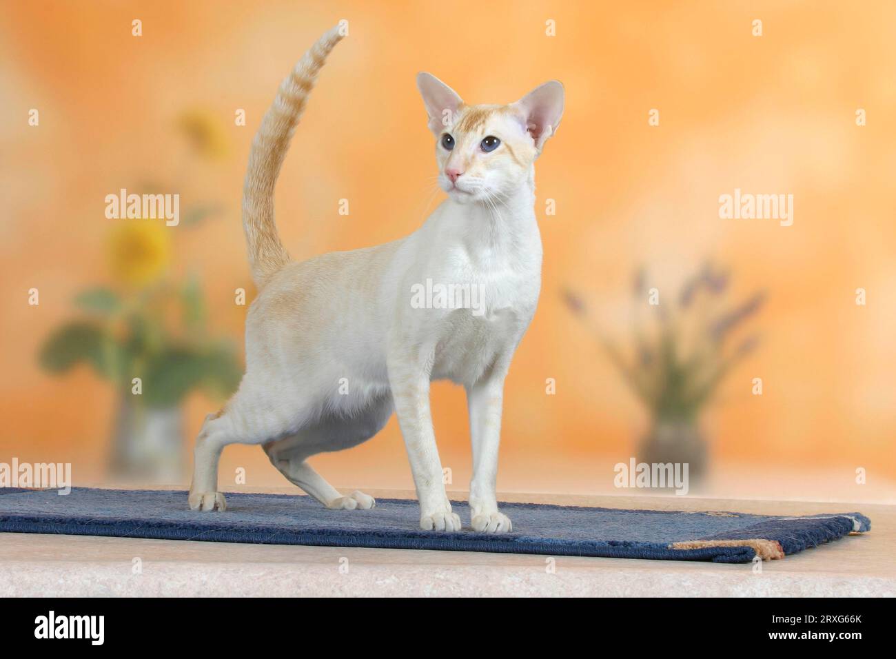 Redtabby hi-res stock photography and images - Alamy