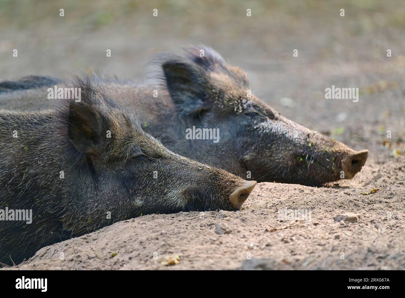 Wild boar (Sus scrofa), two adult pigs lying snoozing on the ground ...
