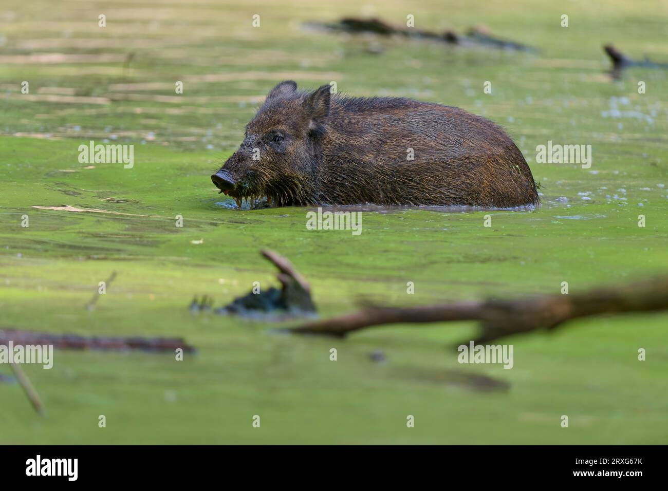 Juvenile wild boar running hi-res stock photography and images - Alamy