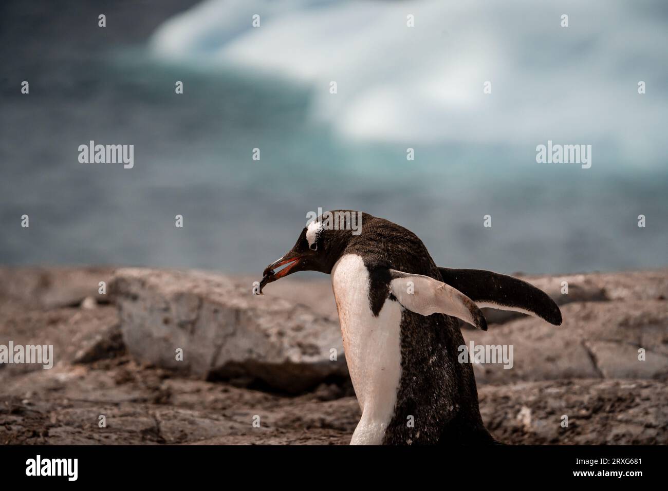Gentoo penguins, native to Antarctica, captivating creatures. charming ...