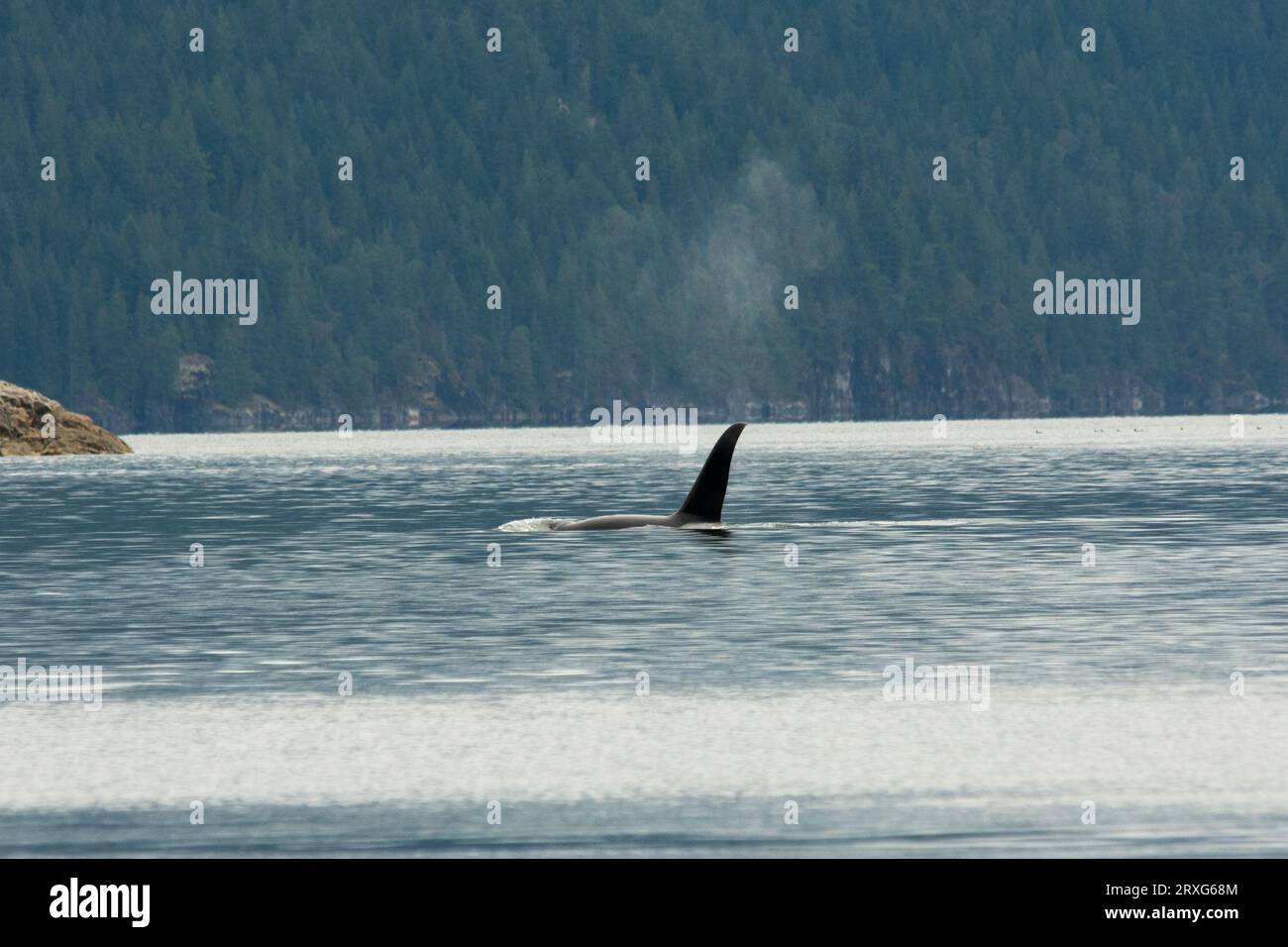 Orca swimming along the coast in Discovery Passage between the east ...