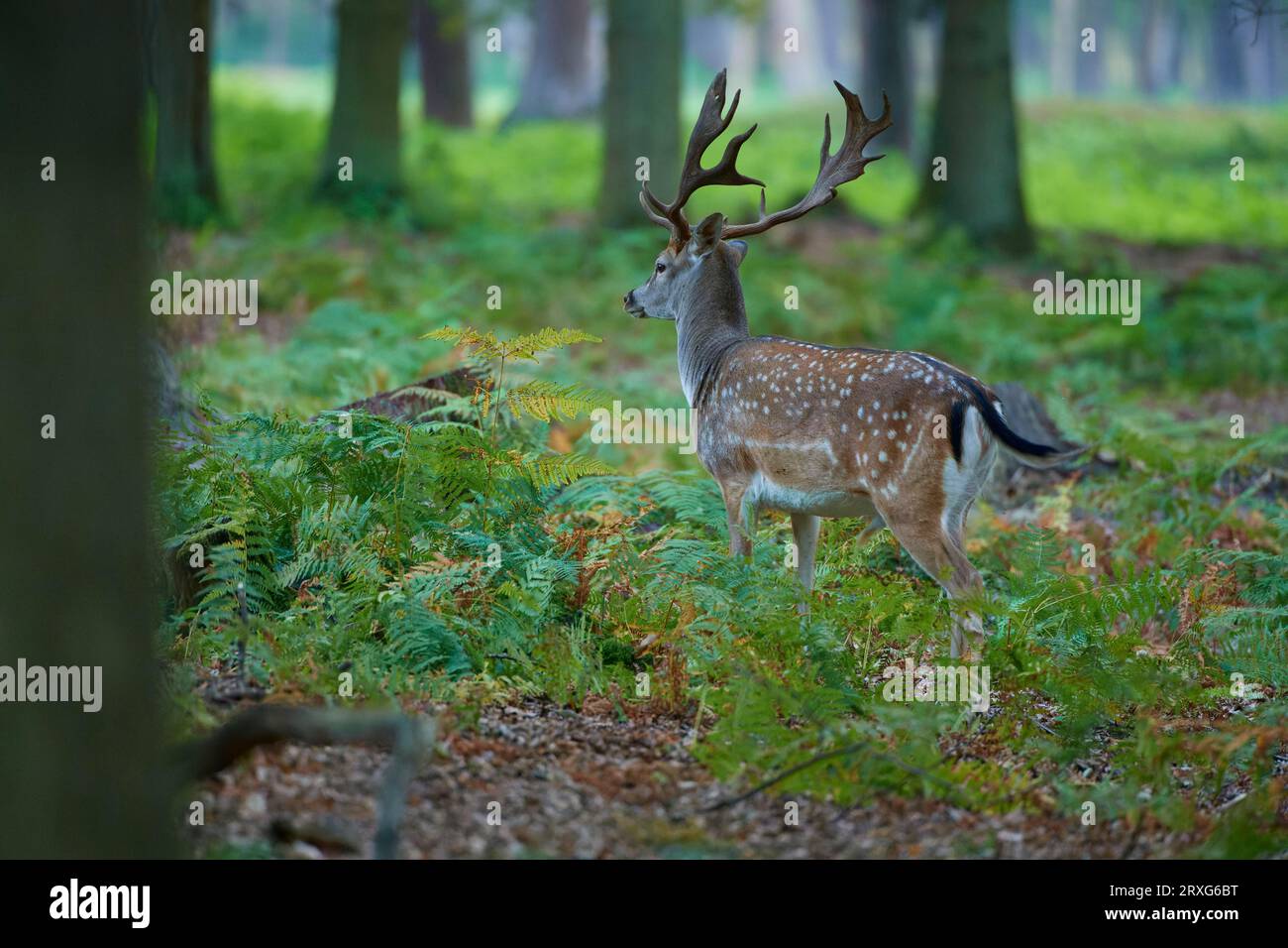 Fallow deer (Cervus dama), standing in the fern, Hesse, Germany Stock ...