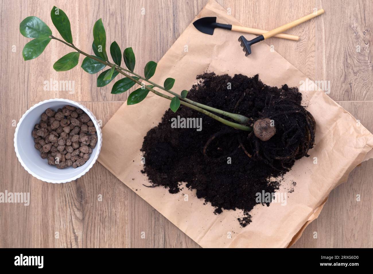Repotting home plant Zamioculcas zamifolia into new modern white ...