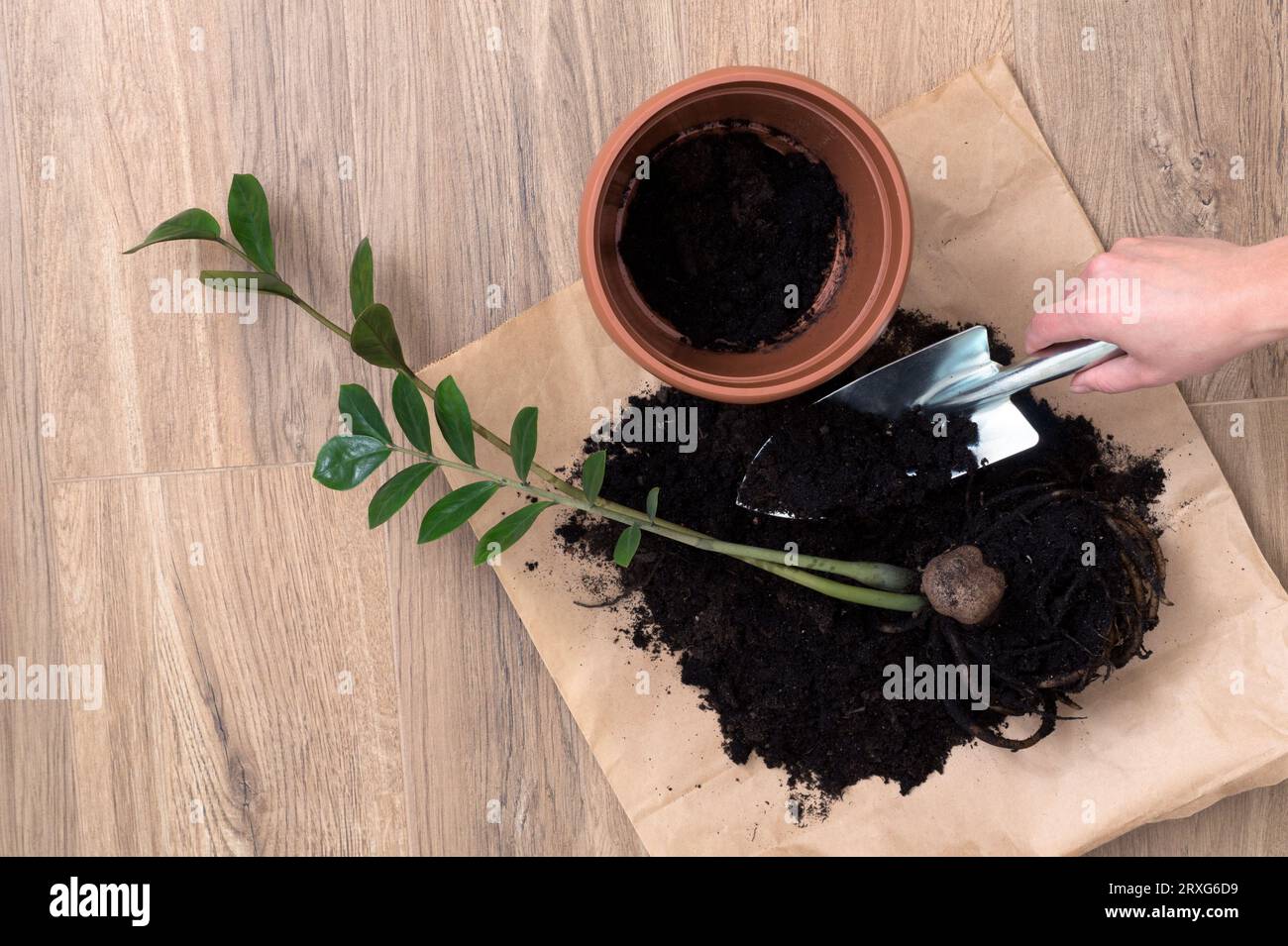 Woman hands repotting home plant Zamioculcas zamiifolia with help of ...