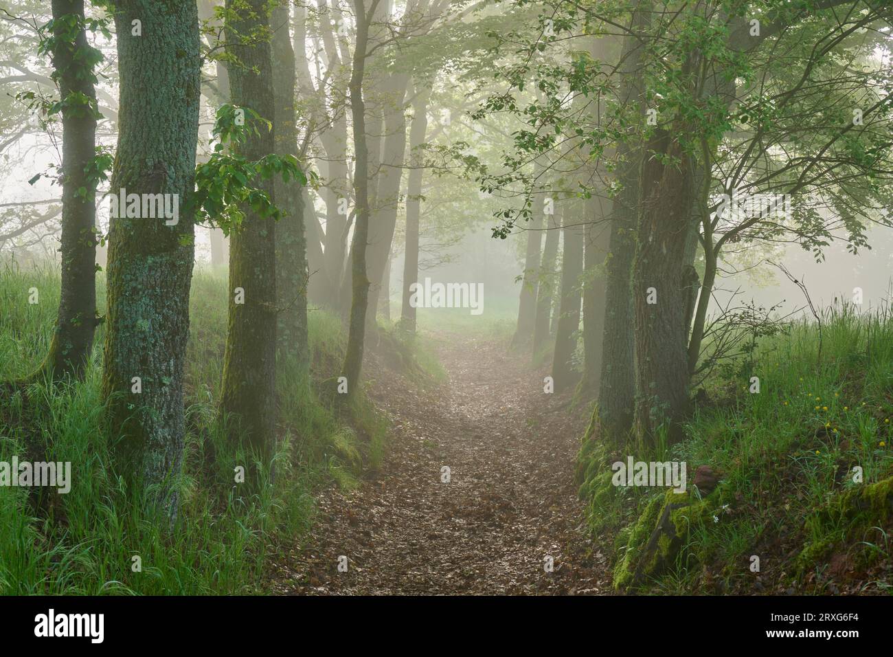 Hiking trail, hollow way, oak, tree row, morning, spring, NSG, Grohberg ...