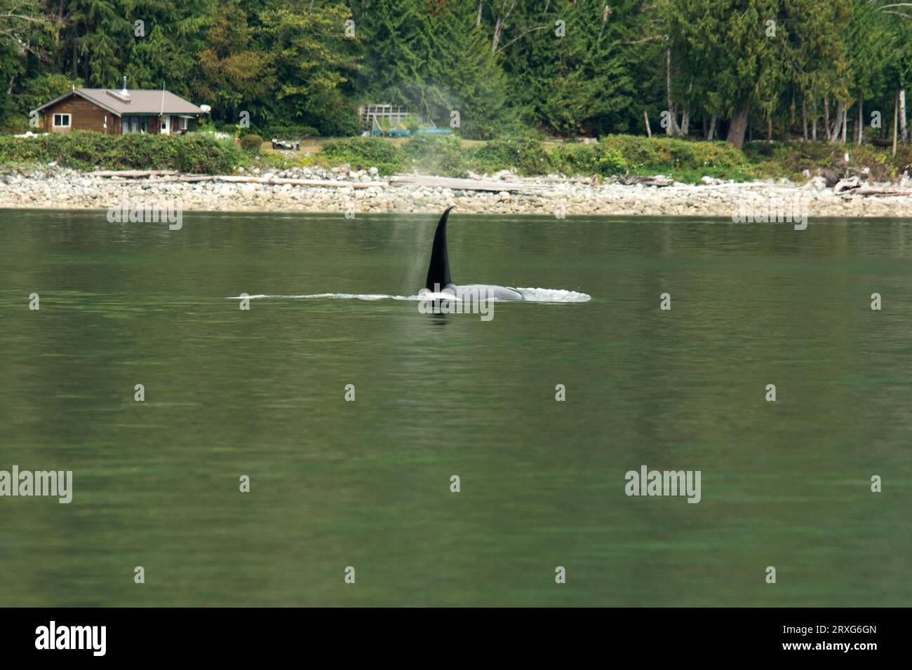 Orca swimming along the coast in Discovery Passage between the east ...