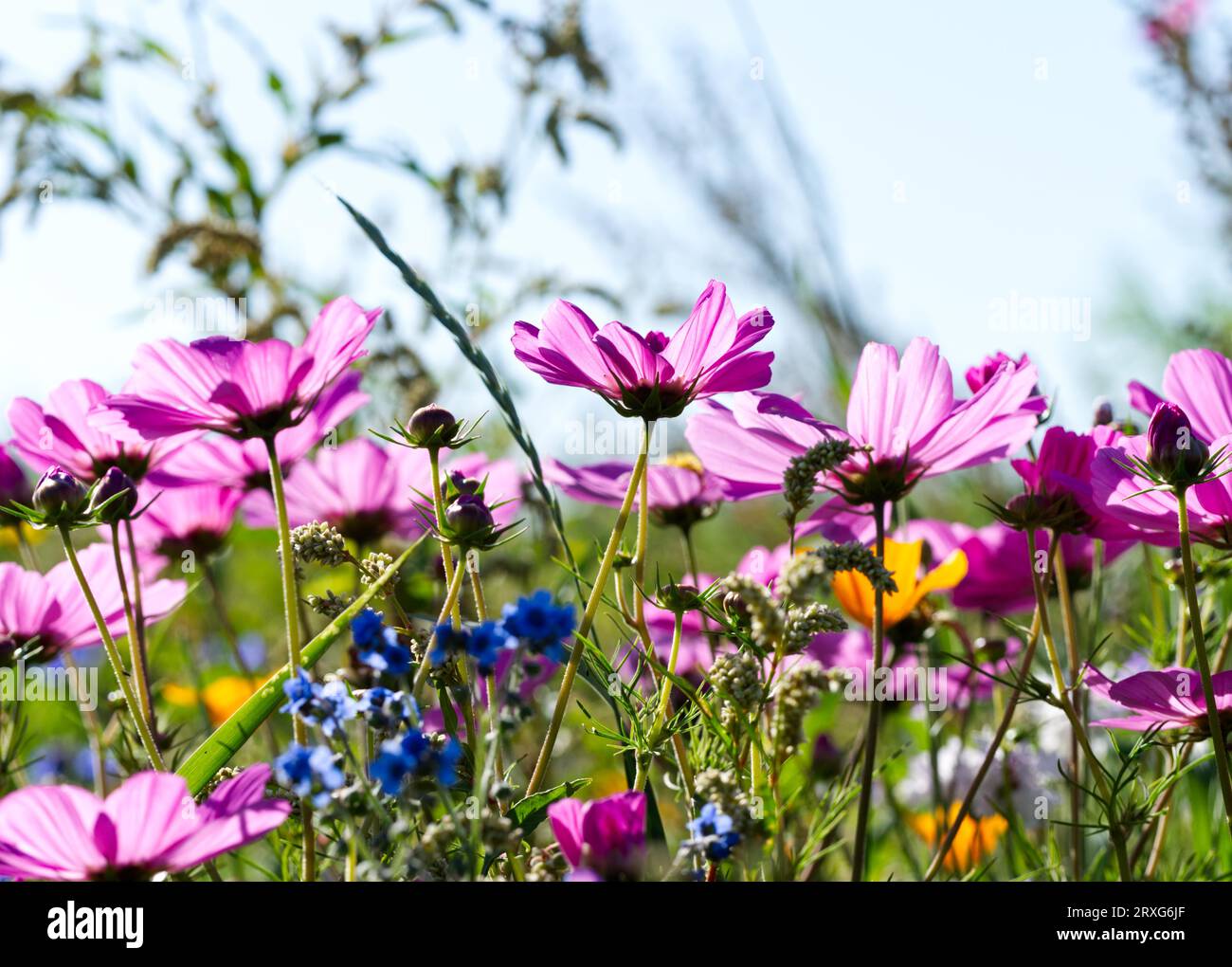 Flower meadow in upper hi-res stock photography and images - Alamy