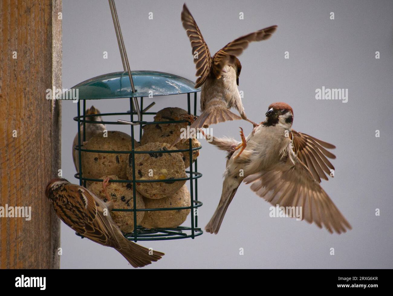 Quarrelling sparrows (Passer domesticus Stock Photo - Alamy