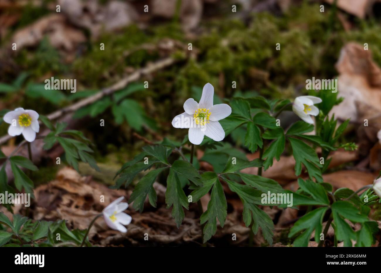 A wood anemone (Anemone nemorosa) in the forest Stock Photo - Alamy