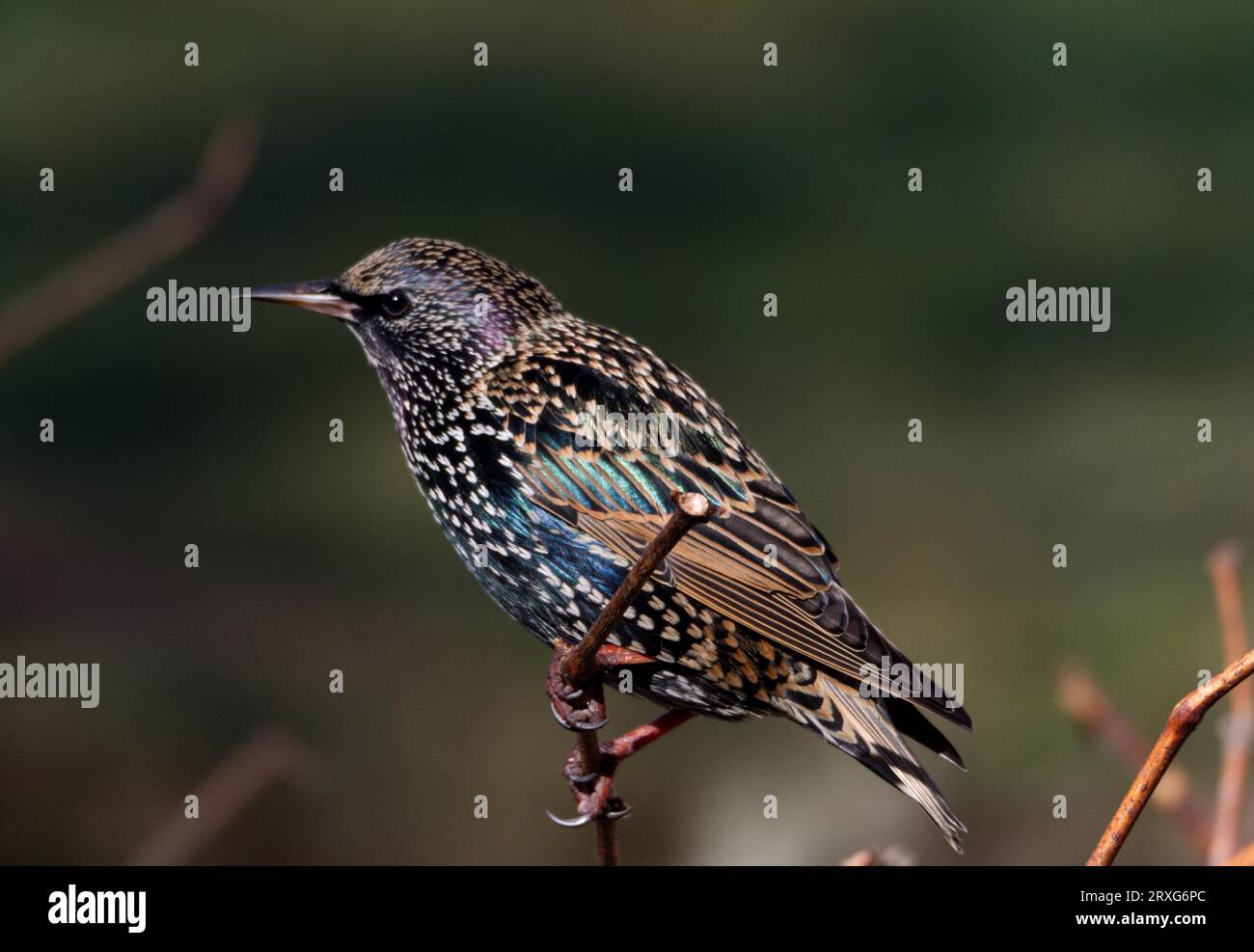 Common starling (Sturnus vulgaris) in sunlight Stock Photo - Alamy