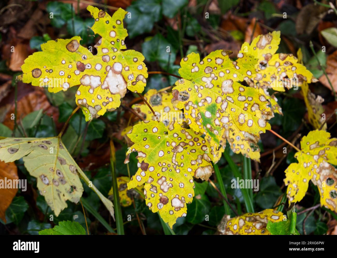 Autumn leaves with pattern Stock Photo - Alamy