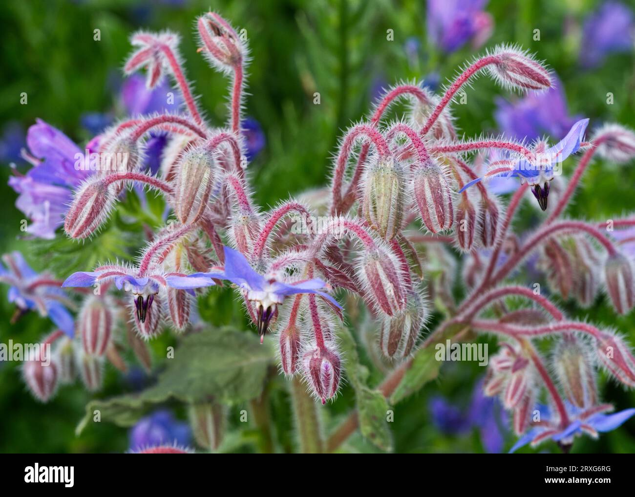 Borage (Borago officinalis Stock Photo - Alamy