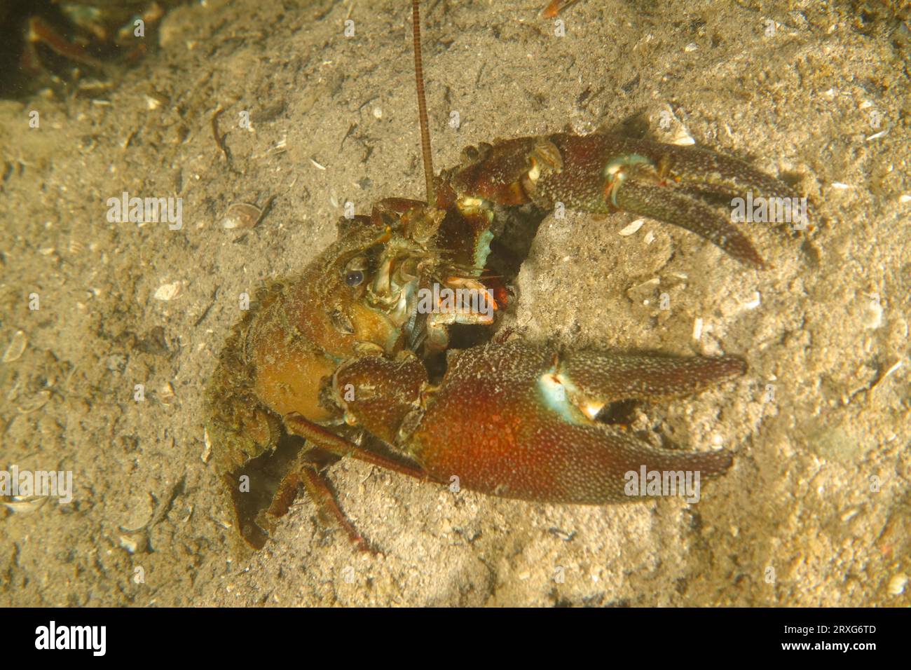 Signal crayfish (Pacifastacus leniusculus), American crayfish, invasive ...