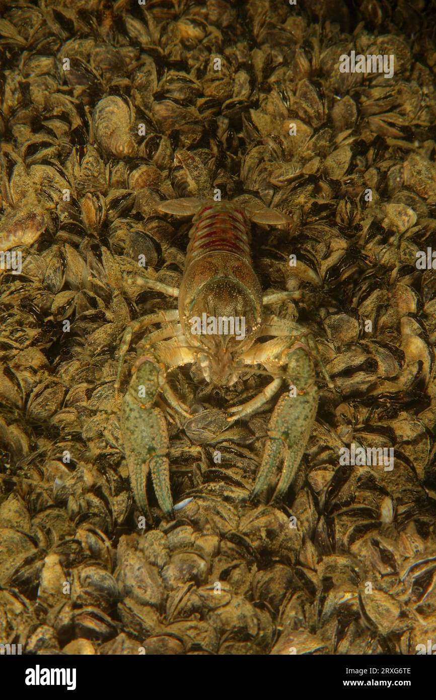European crayfish (Astacus astacus) at night, bottom covered with ...
