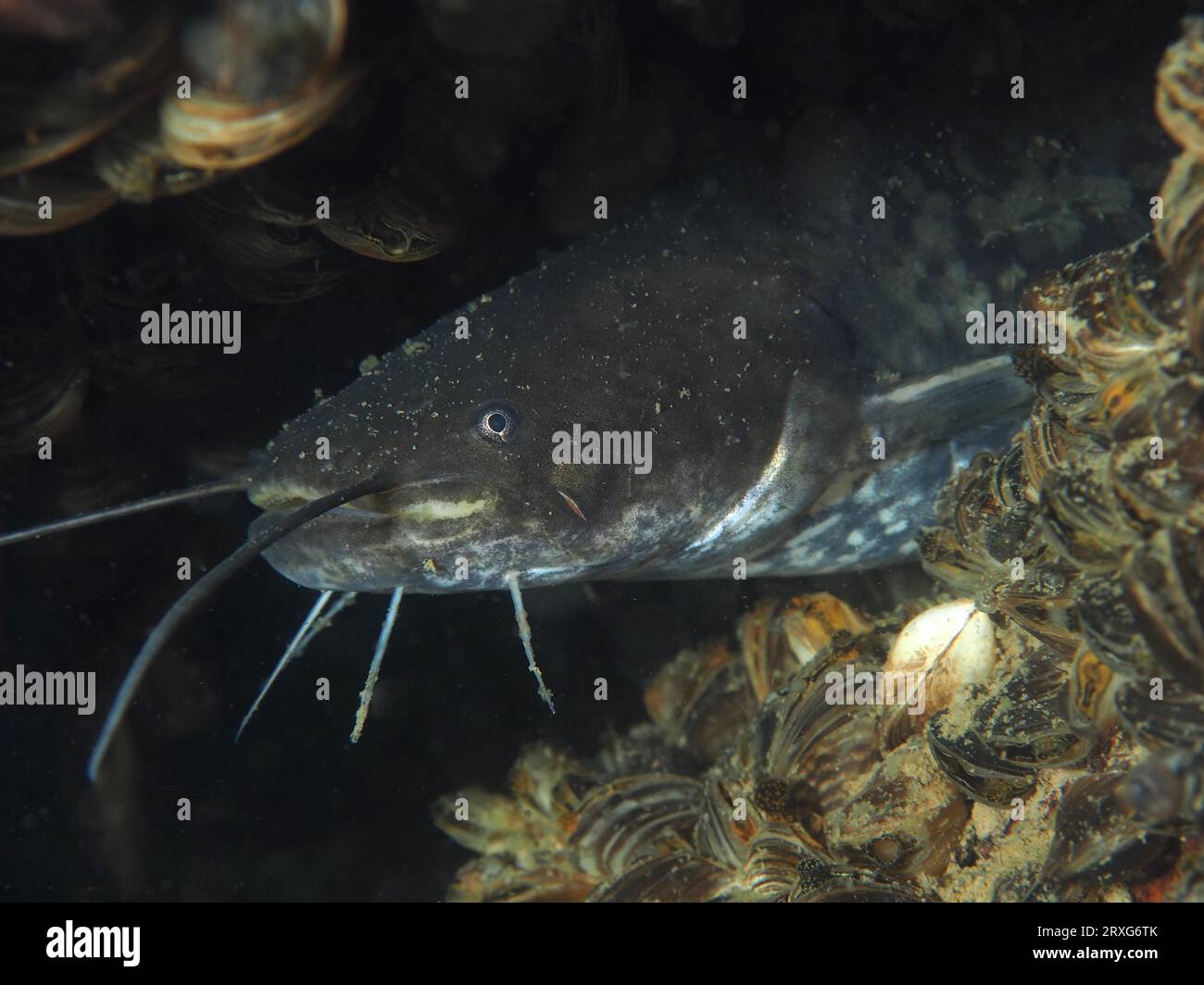 Wels catfish silurus glanis close hi-res stock photography and images ...