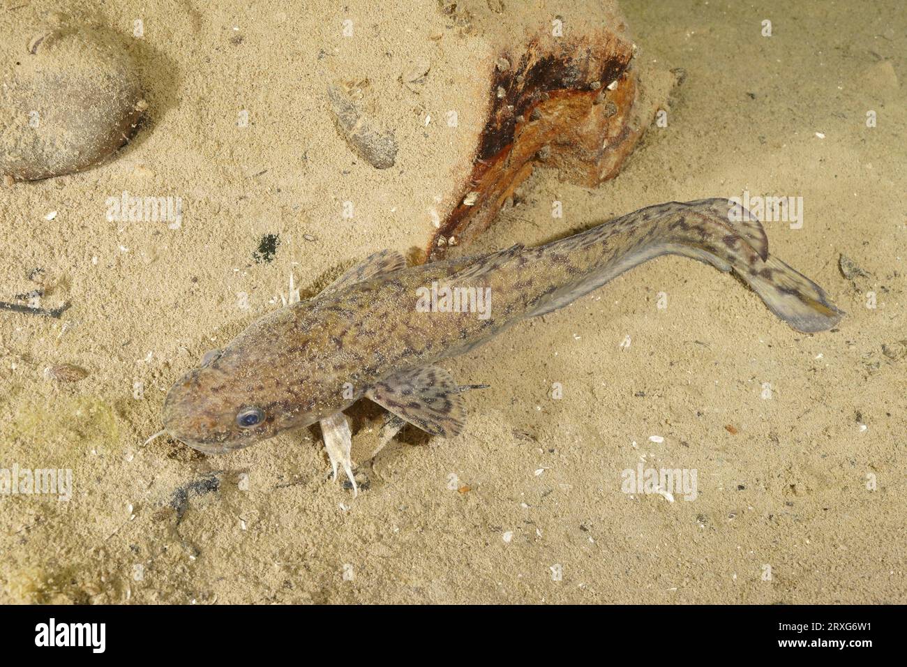 Burbot fish hi-res stock photography and images - Alamy