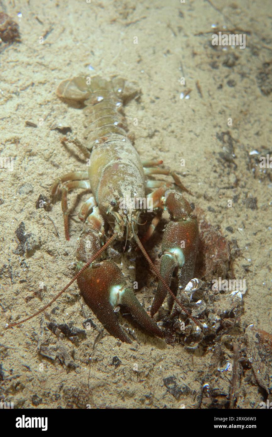 Signal crayfish (Pacifastacus leniusculus), American crayfish, invasive ...