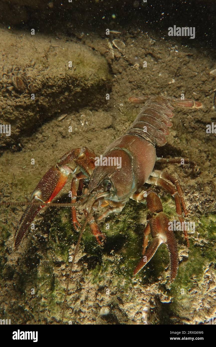 Signal crayfish (Pacifastacus leniusculus), American crayfish, invasive ...