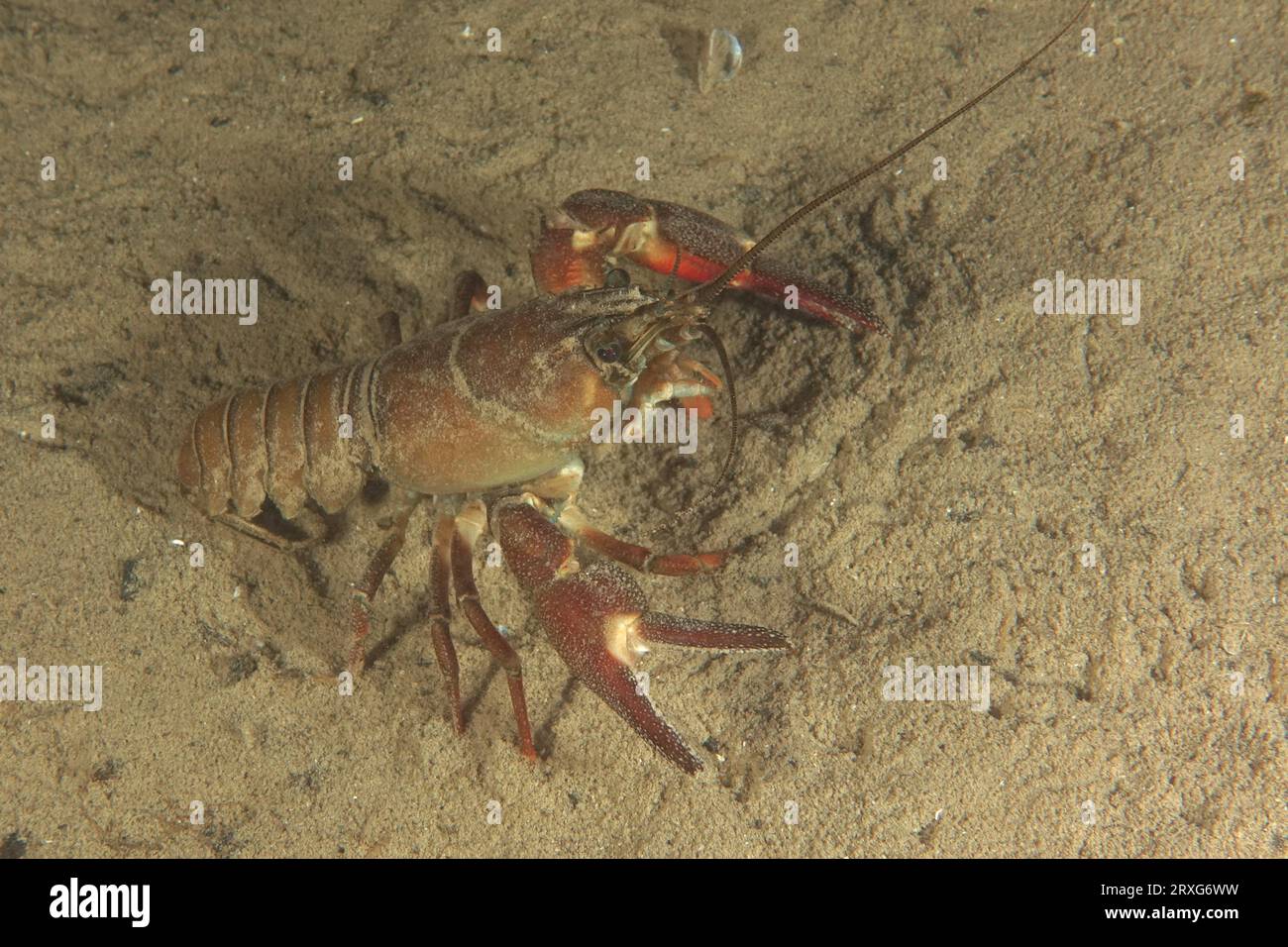Signal crayfish (Pacifastacus leniusculus), American crayfish, invasive ...