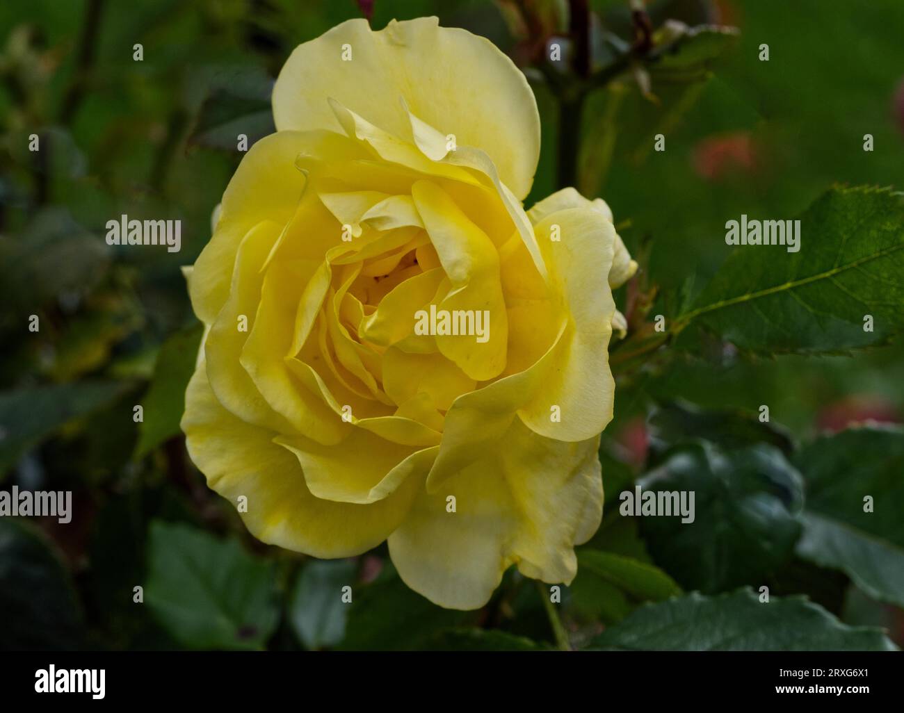 Fragrant flowering shrub hi-res stock photography and images - Alamy