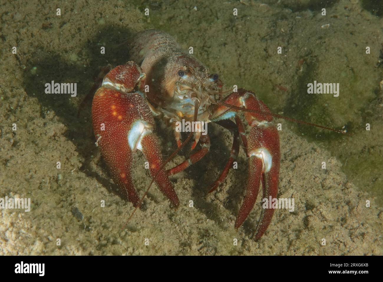 Signal crayfish (Pacifastacus leniusculus), American crayfish, invasive ...
