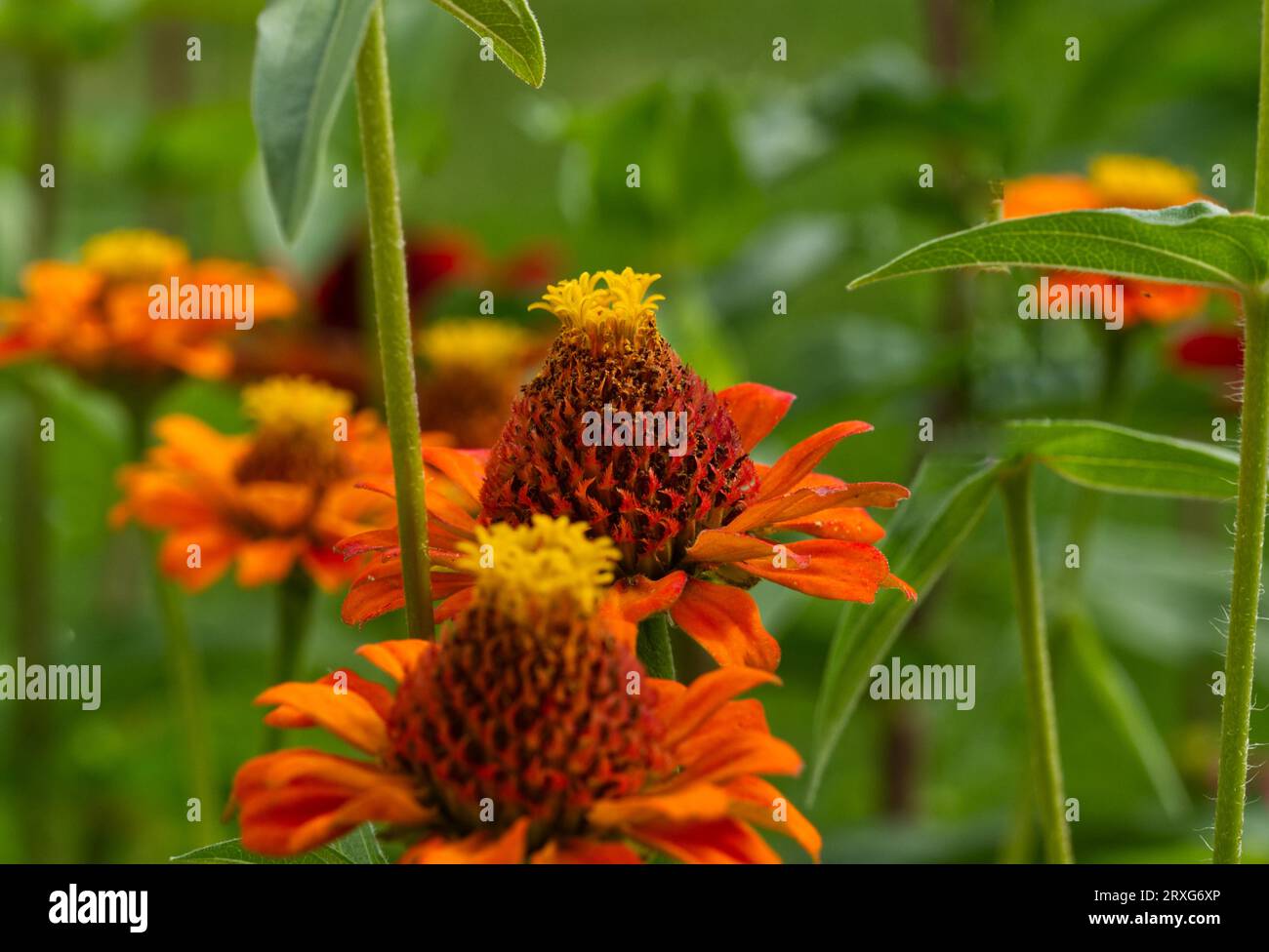 Orange zinnias (Zinnia) in the border Stock Photo - Alamy