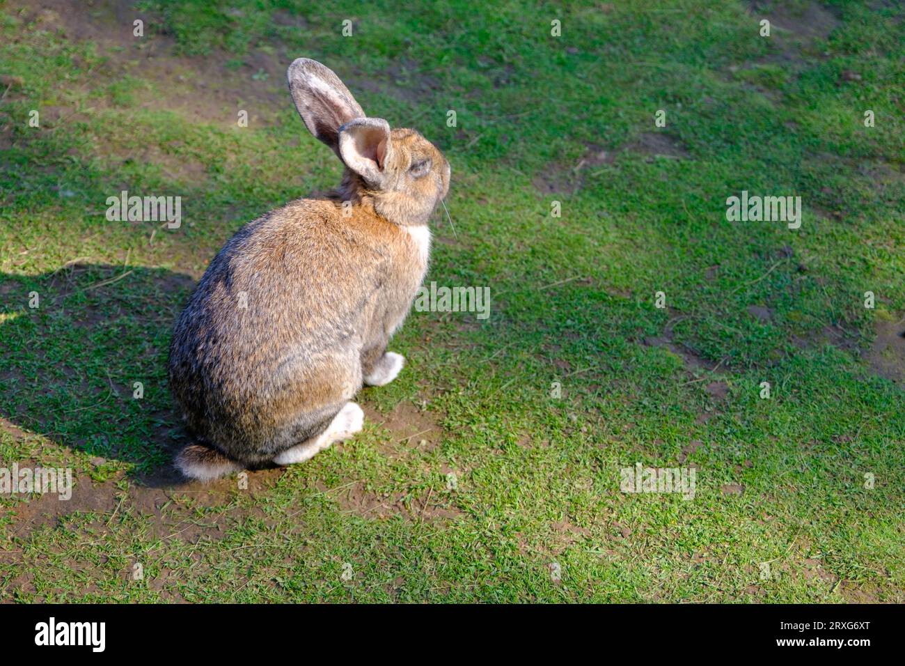 A young rabbit is grazing on green grass on a warm summer day. A ...