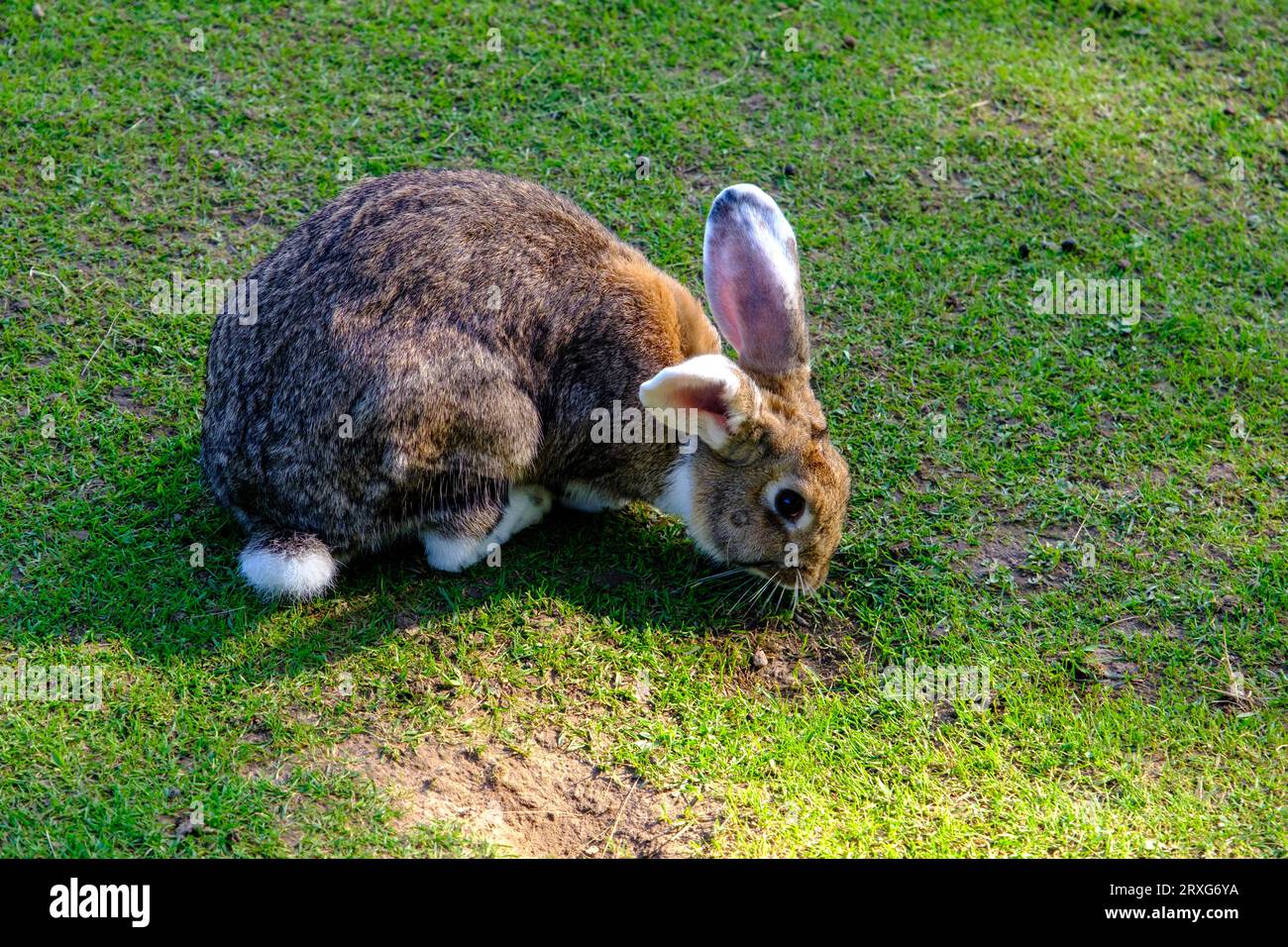 A young rabbit is grazing on green grass on a warm summer day. A ...