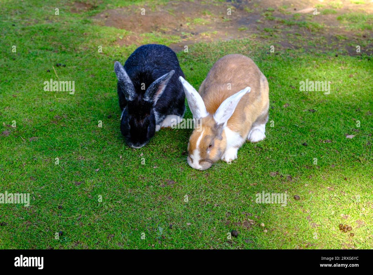 Two young rabbits in different colors are grazing on green grass ...