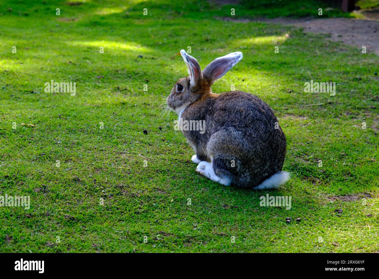 A young rabbit is grazing on green grass on a warm summer day. A trapped animal enjoys nature ...