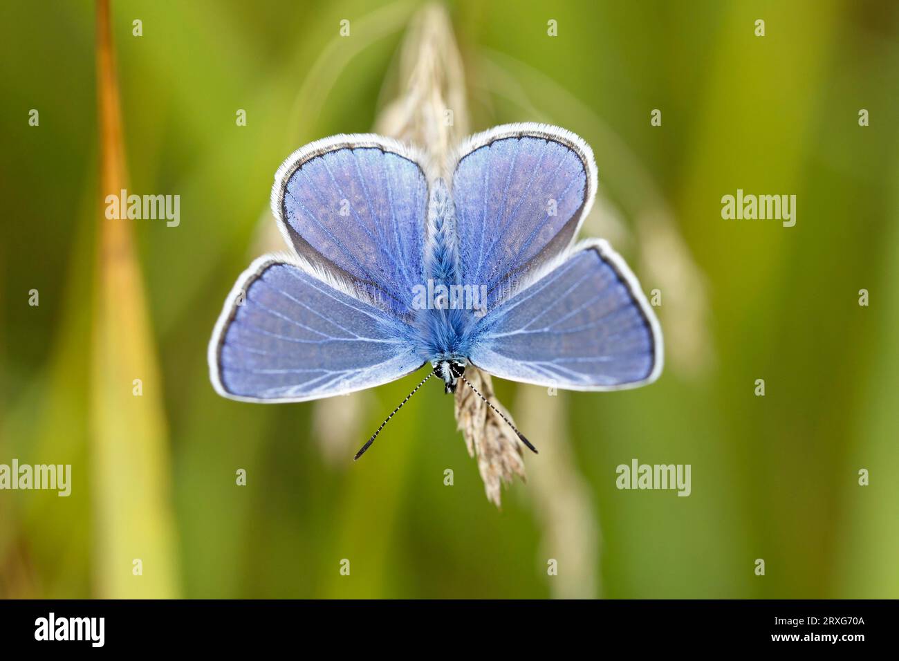 Common blue butterfly (Polyommatus icarus), with spread wings in plan ...