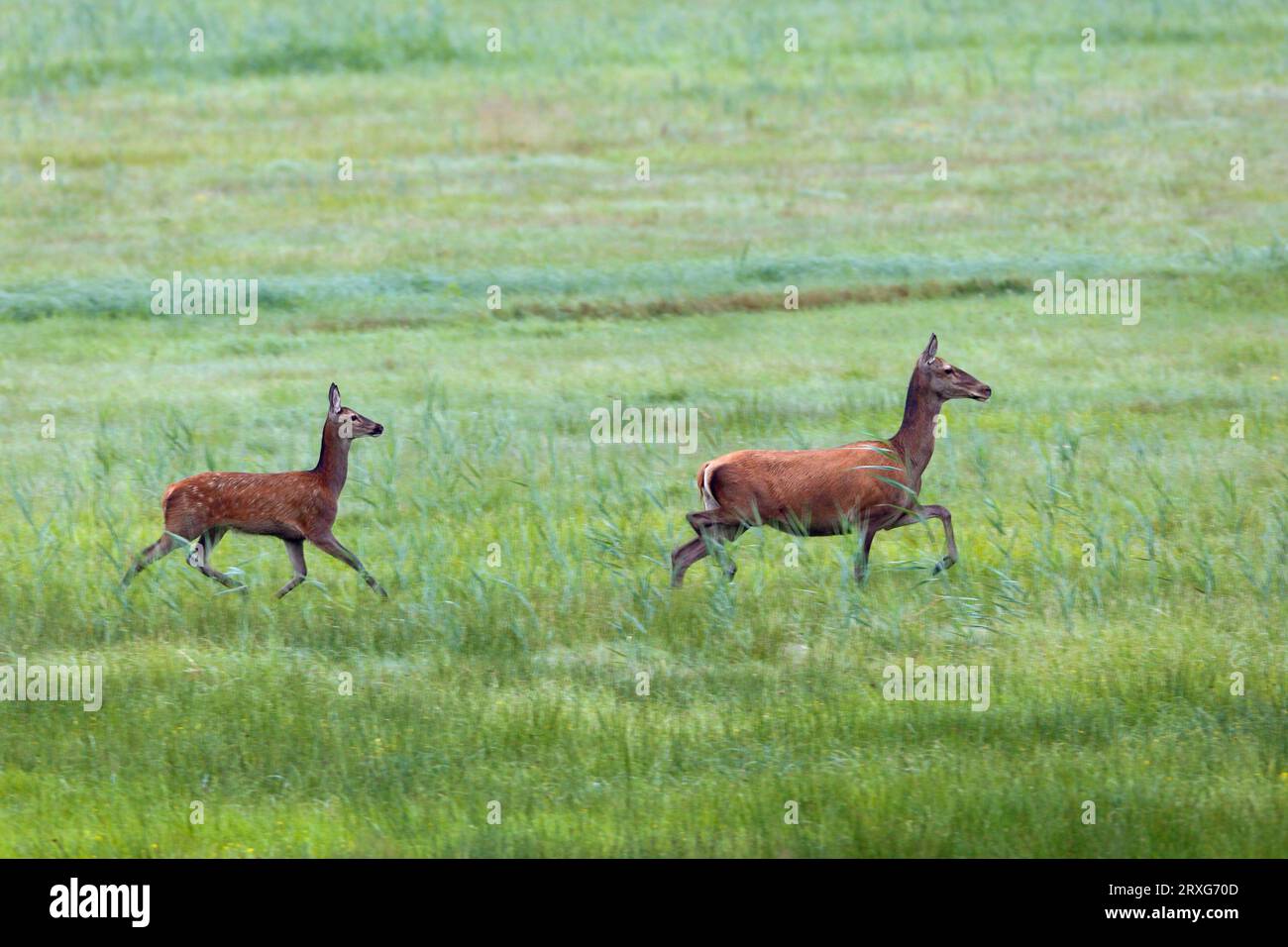 Red deer (Cervus elaphus), roe deer, cow with calf in a meadow ...