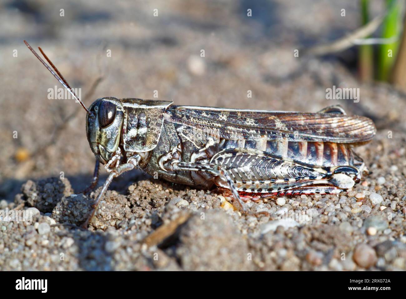 Red winged grasshopper hi-res stock photography and images - Alamy