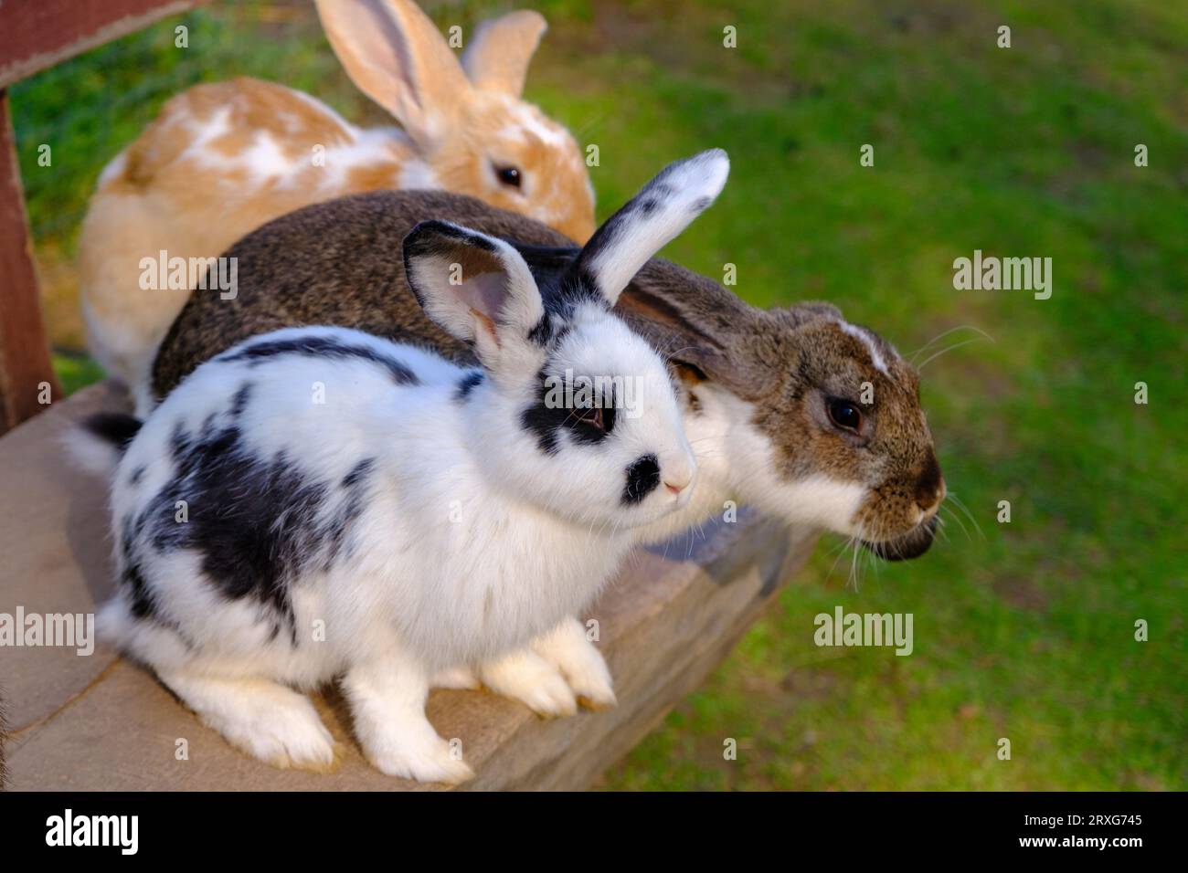 Three rabbits of different colors are sitting on a wooden bench ...