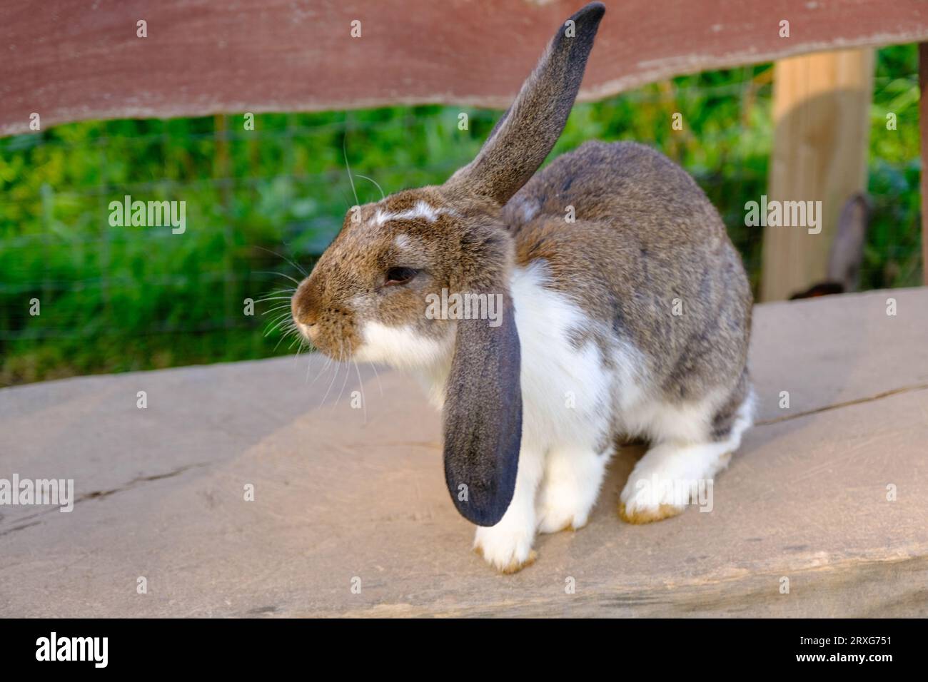 Earless Bunny Stepped On