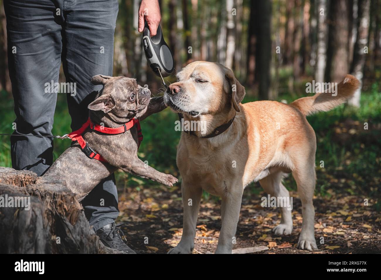 Side view at Two cute dogs, adorable labrador and french bulldog ...