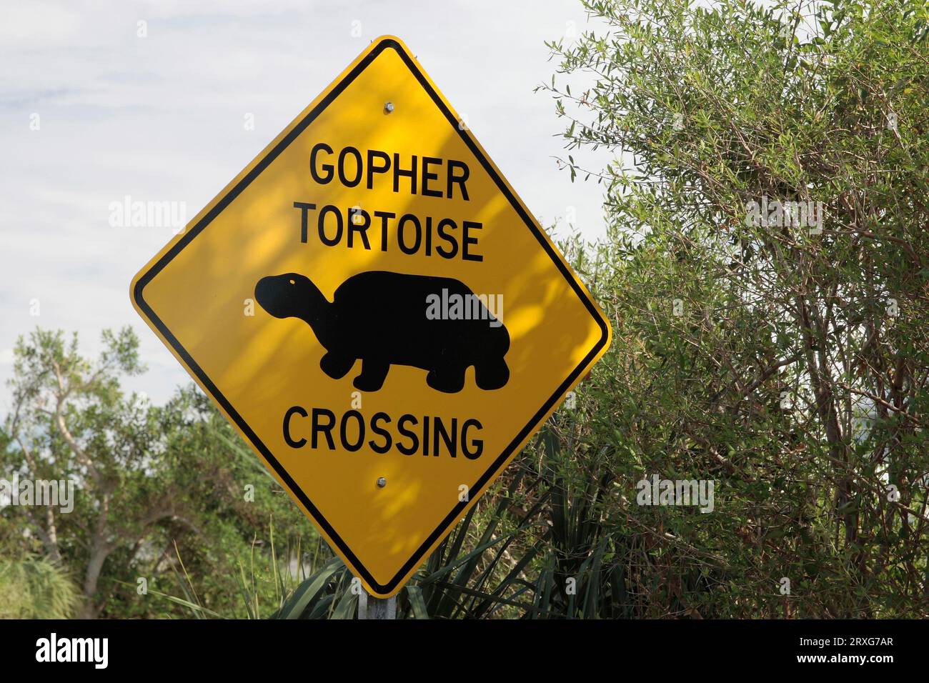 Road sign 'Gopher Tortoise crossing', Florida, USA, Road sign 'Gopher ...
