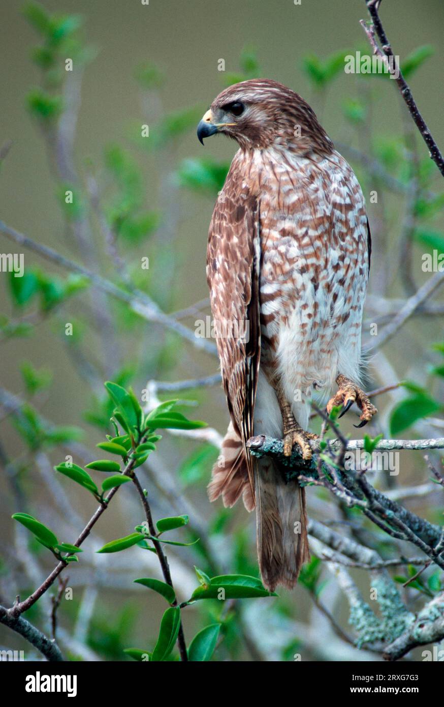 Red-shouldered Hawk (Buteo lineatus), Everglades national park, Florida ...