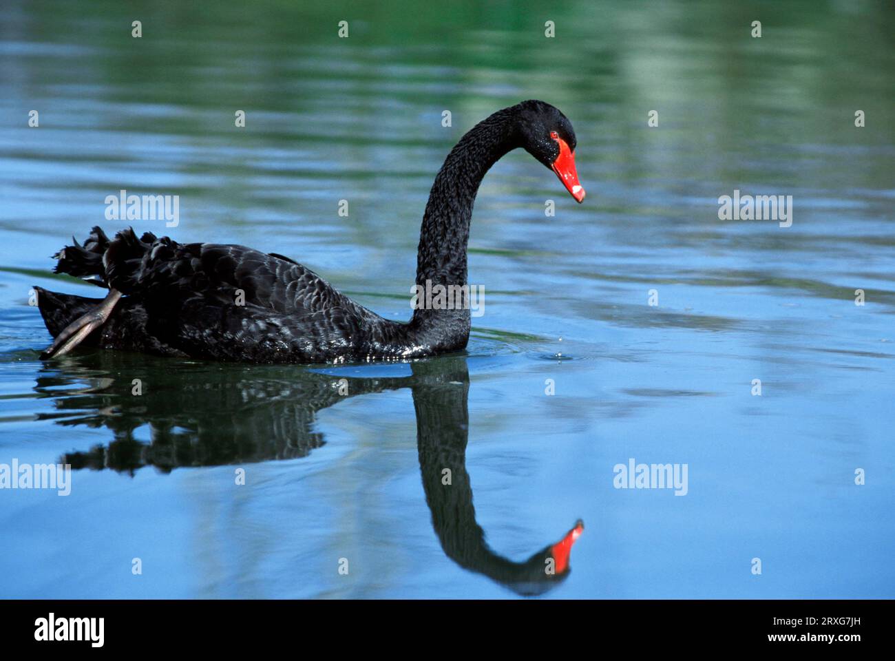 Black swan image hi-res stock photography and images - Alamy