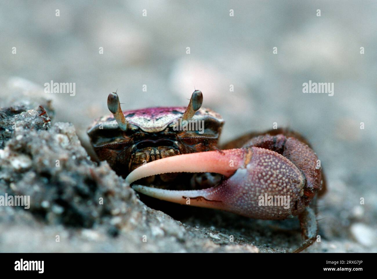 Atlantic Marsh Fiddler, Sanibel Island, Florida, USA (Uca pugnax), mud ...