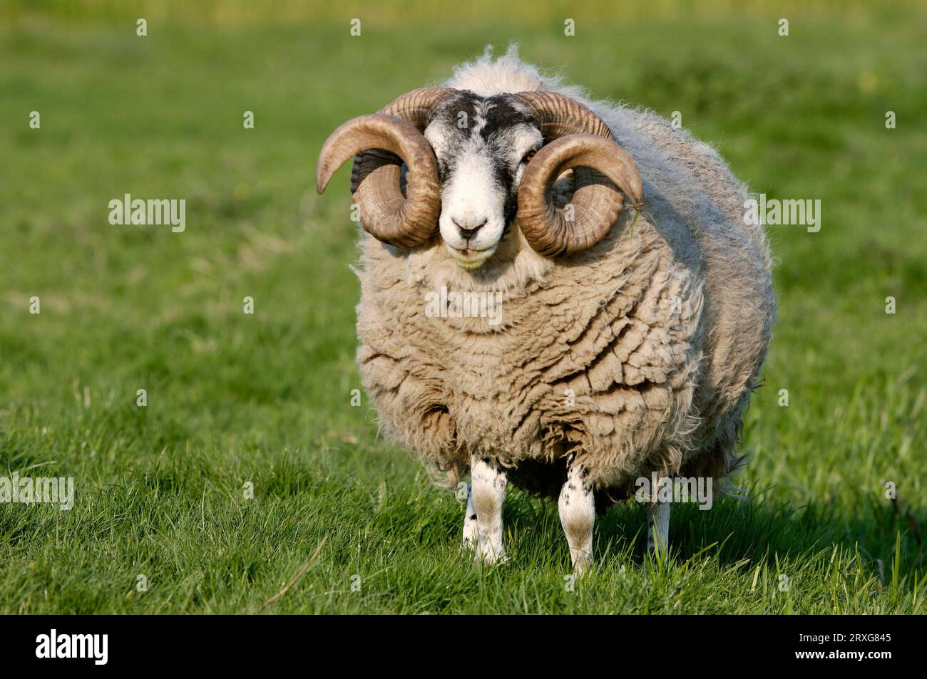 White horned heath goat, buck, sheep, ewe Stock Photo - Alamy