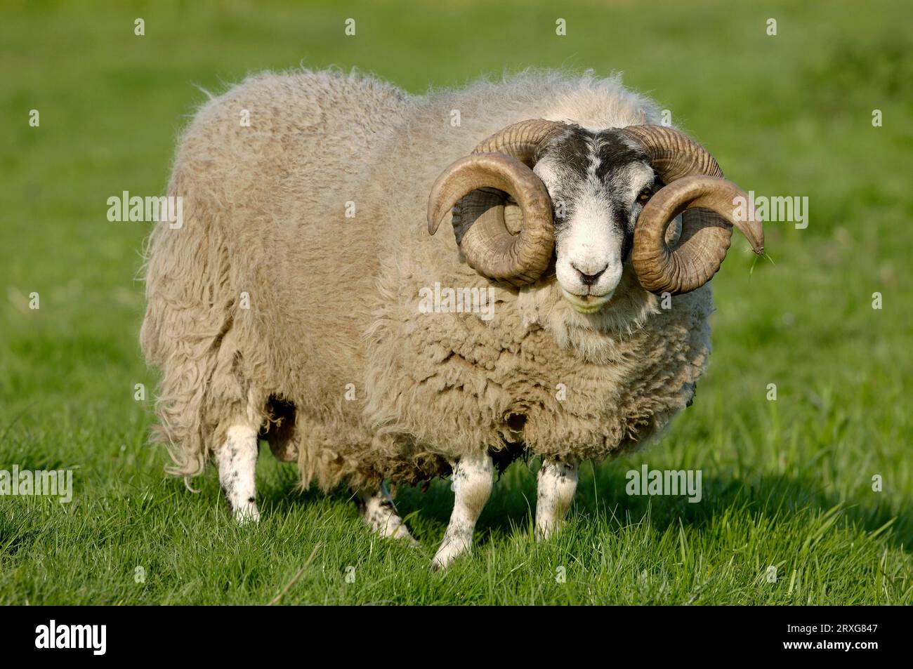 Heath ram hi-res stock photography and images - Alamy