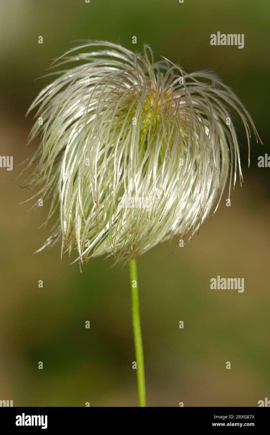 Clematis (Clematis orientalis), fruiting Stock Photo - Alamy