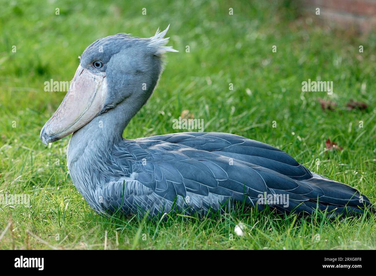 Shoebill (Baleaniceps rex), Whale-headed Stork Stock Photo - Alamy