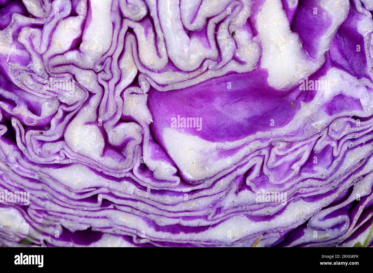 Red cabbage (Brassica oleracea var. rubra Stock Photo - Alamy